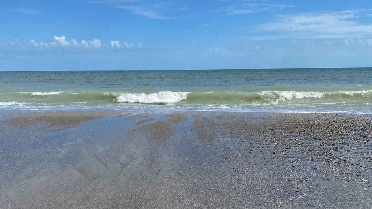 This is the Best Time to Find Sharks Teeth at Myrtle Beach