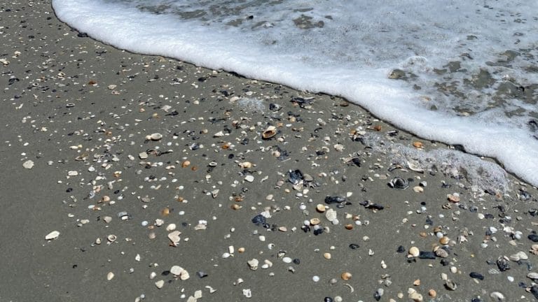 This is the Best Time to Find Sharks Teeth at Myrtle Beach